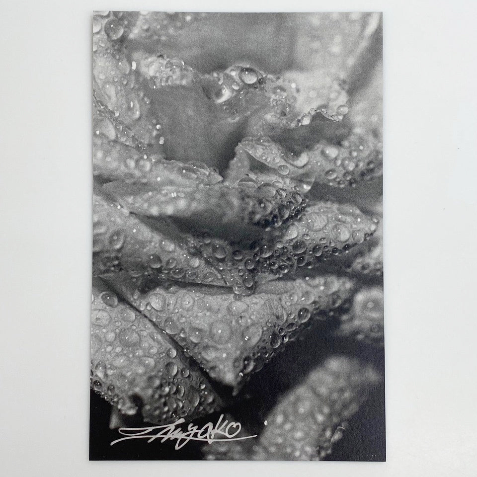 Naked Rose Photo-card Ishiuchi Miyako (石内 都) – SUPER LABO